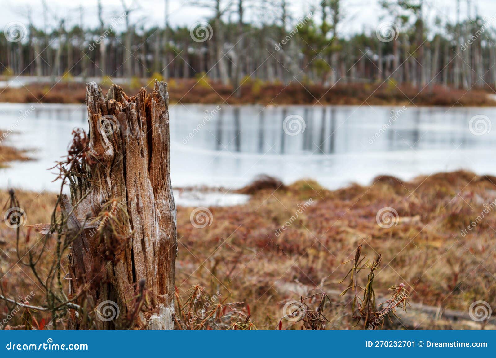 Nature View of Swamp Lake and Decaying Tree in Foreground Stock Image ...