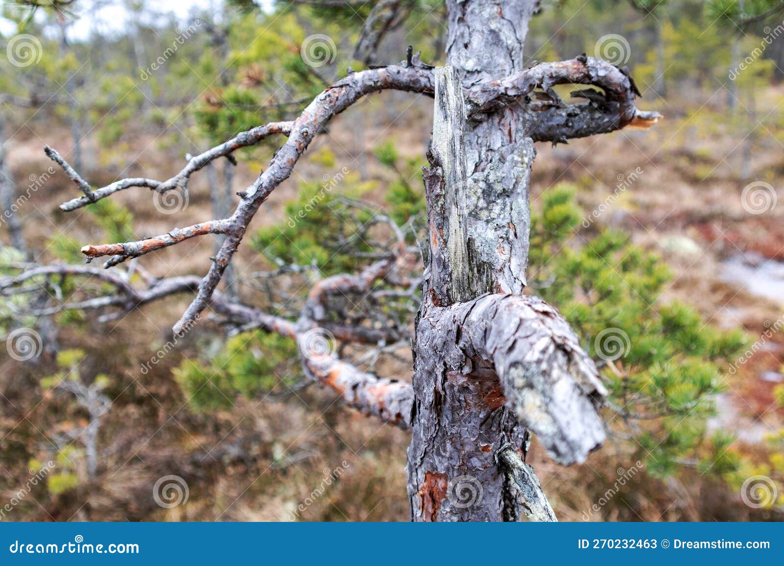 Nature View of a Swamp with a Pine Tree in the Foreground Stock Image ...