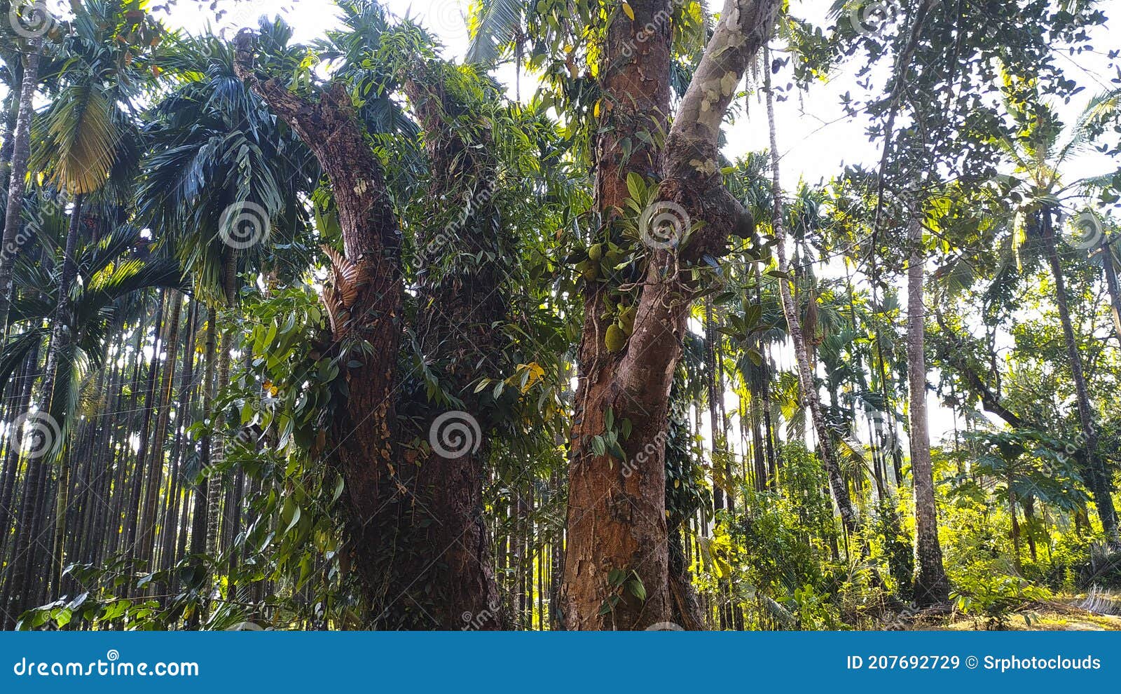 Nature Village Forest Tree Food Under Sky Stock Image - Image of ...