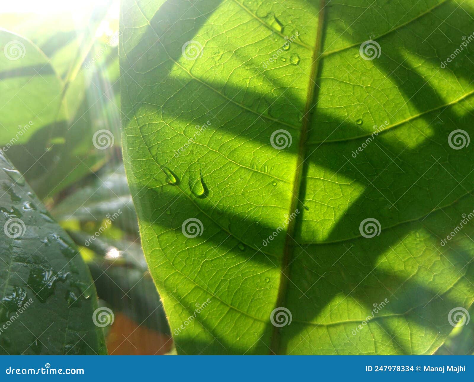 Nature Vision in Leaf with Sunshine Stock Photo - Image of insect ...