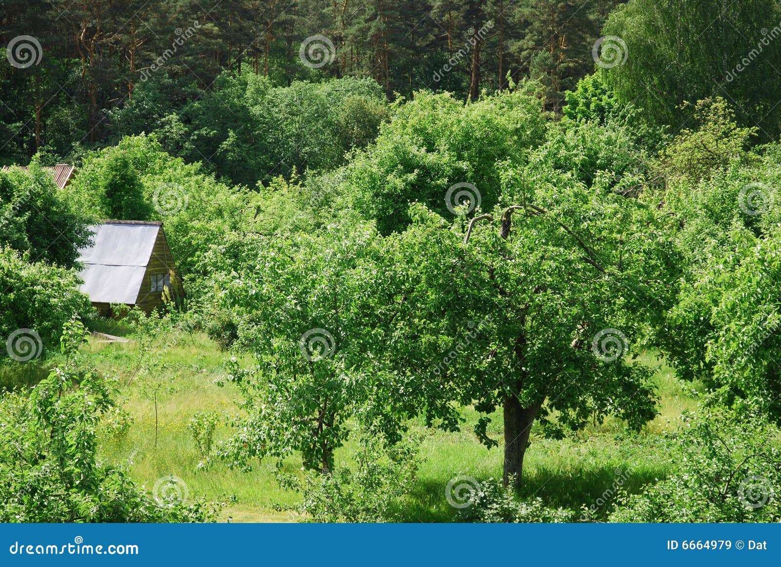 Nature vivante verte d'eco image stock. Image du normal - 6664979
