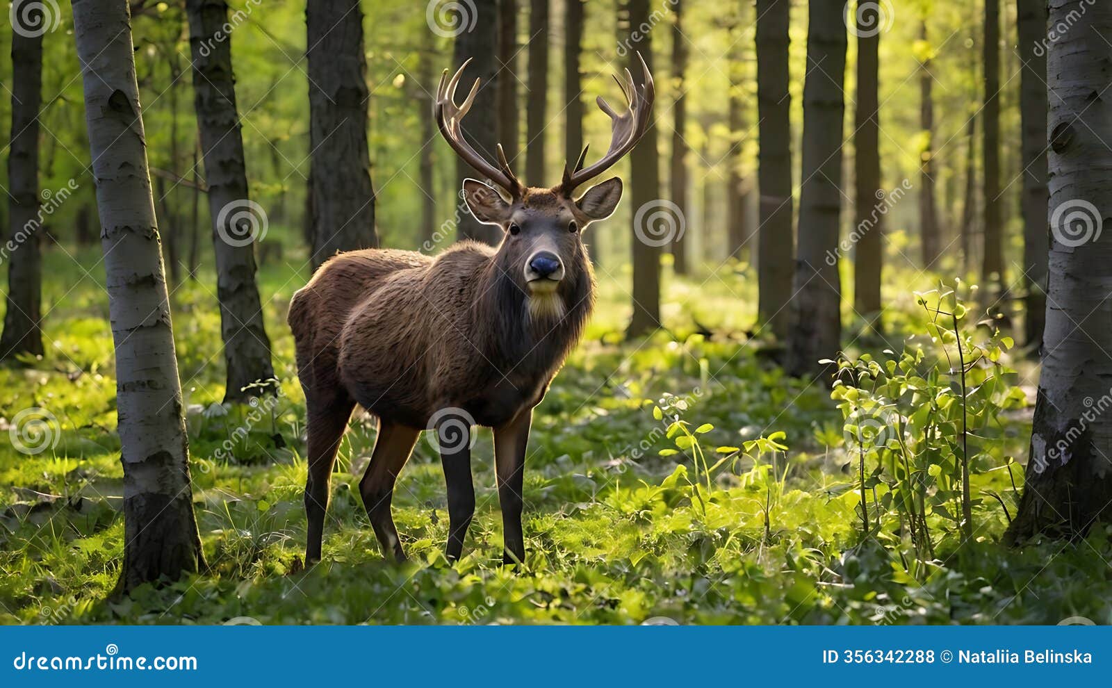 Nature is Waking Up - Animals in the Spring Forest, Beautiful Deer in ...