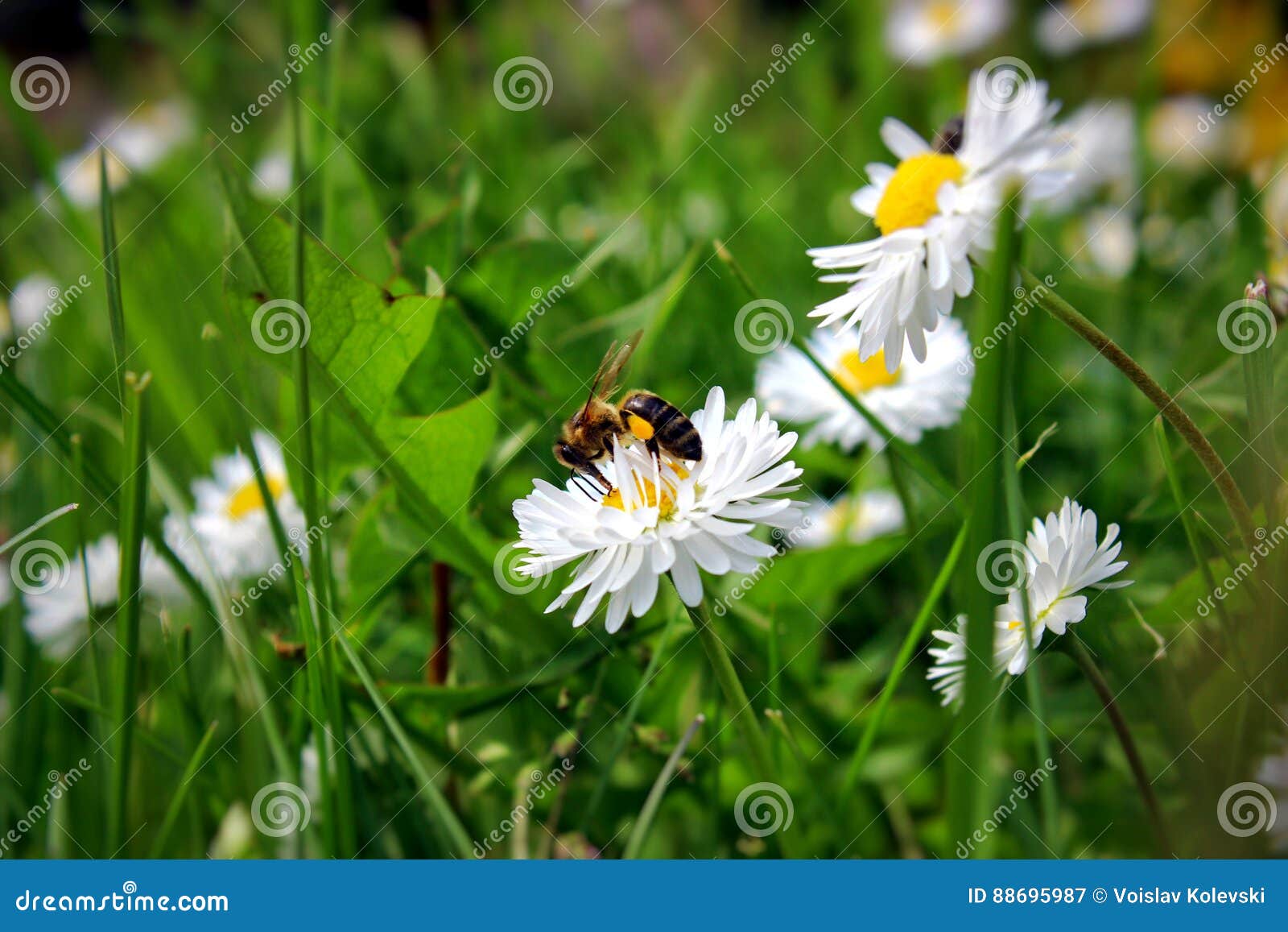 Nature is Waking Up at Spring Season Stock Image - Image of green ...