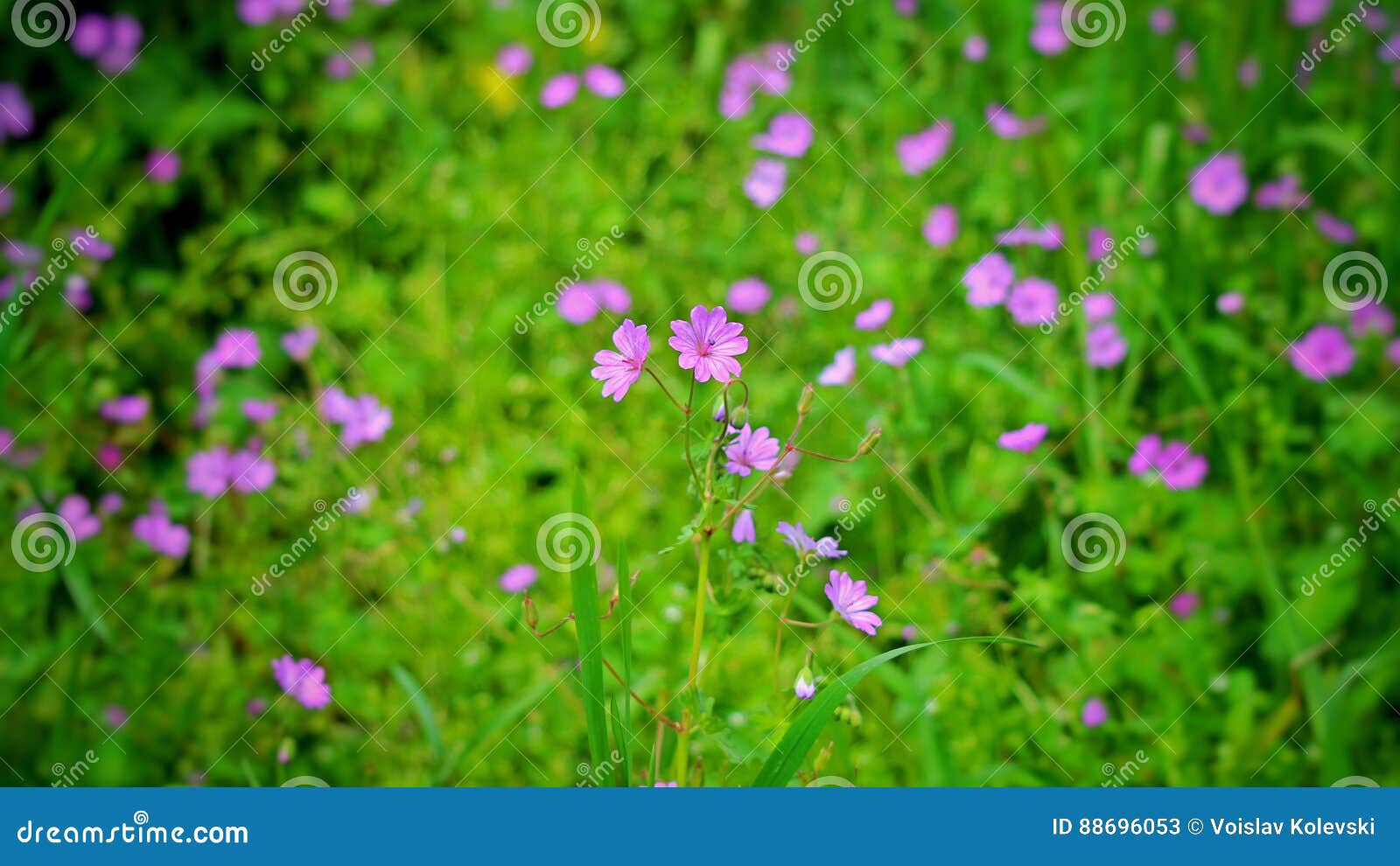 Nature is Waking Up at Spring Season Stock Image - Image of macros ...