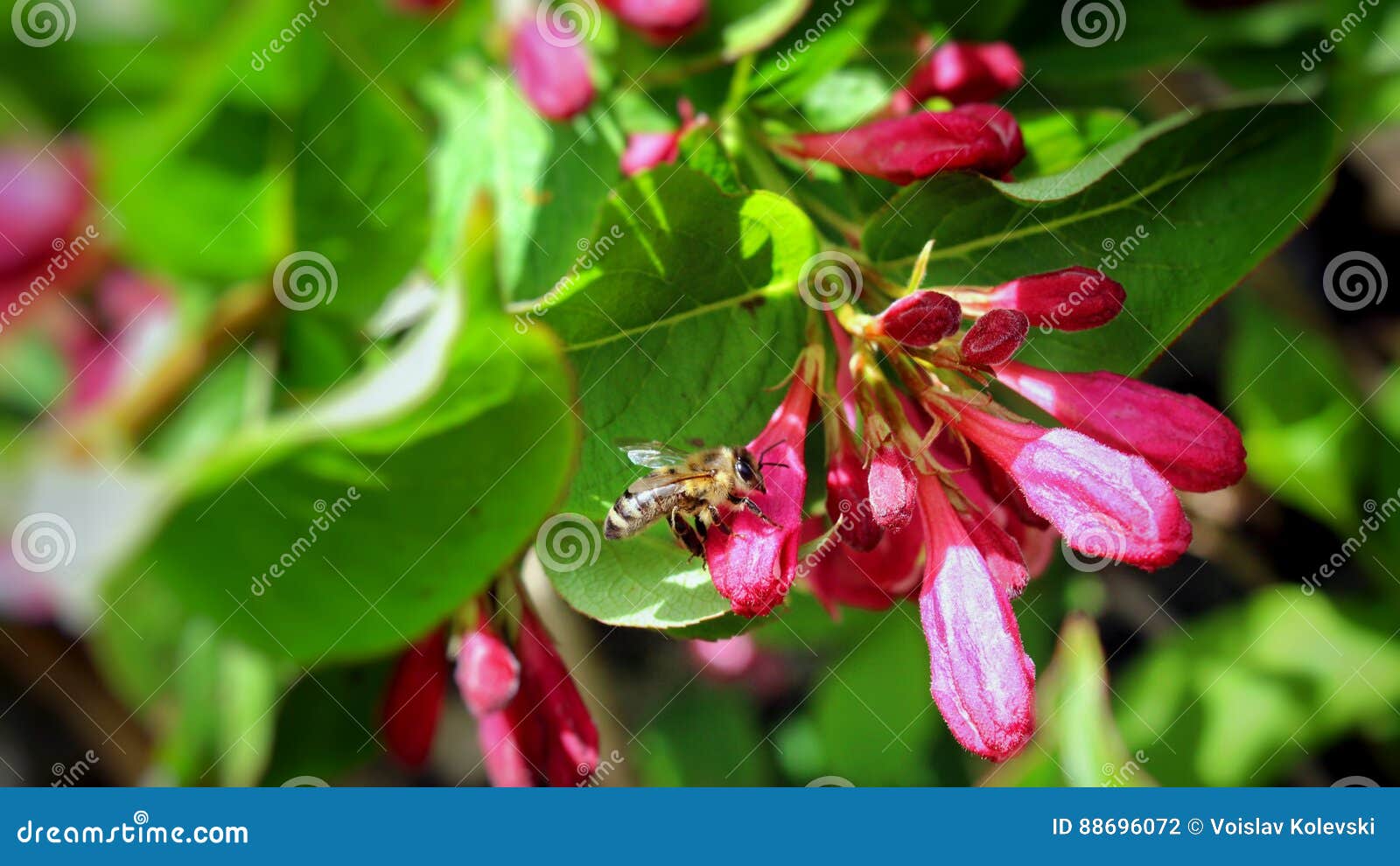 Nature is Waking Up at Spring Season Stock Photo - Image of hunny ...