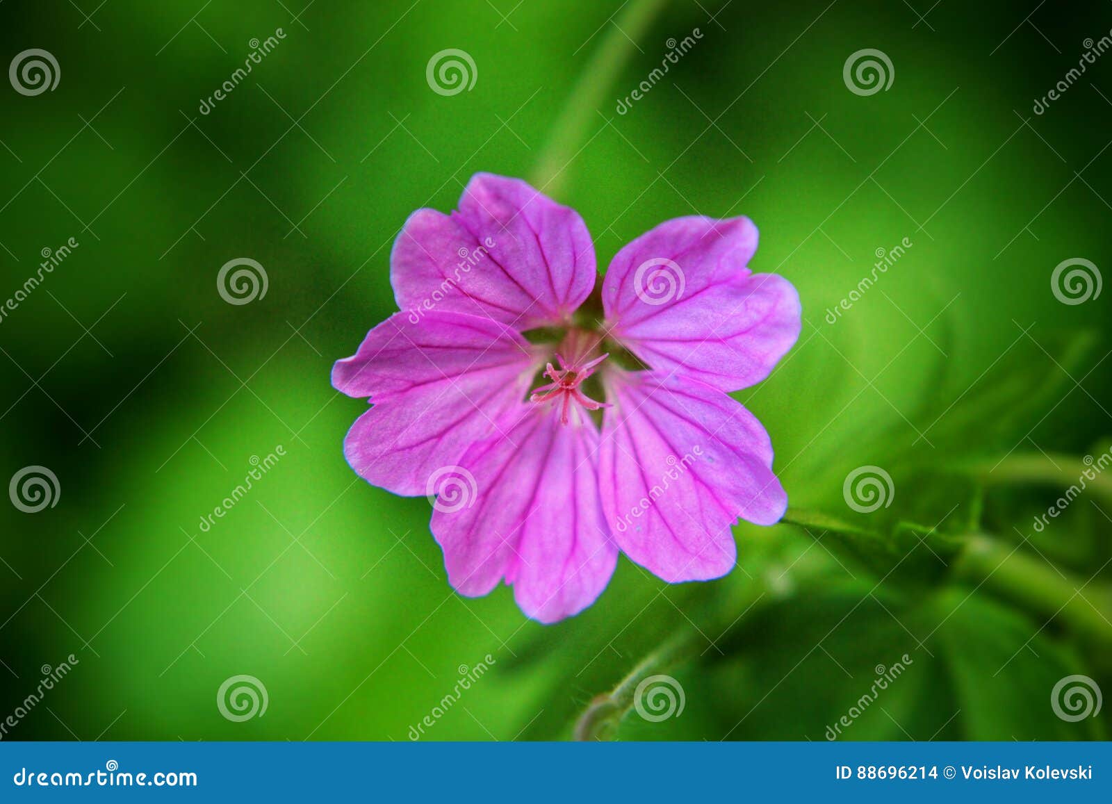 Nature is Waking Up at Spring Season Stock Photo - Image of flower ...