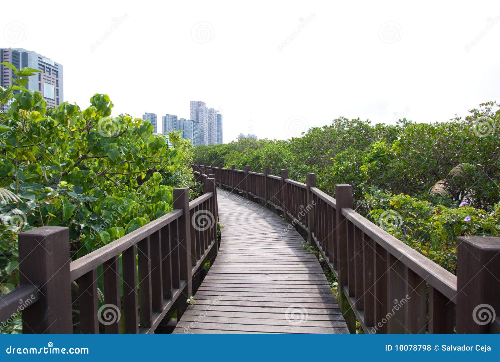 Nature walk stock photo. Image of nature, preserve, canopy - 10078798