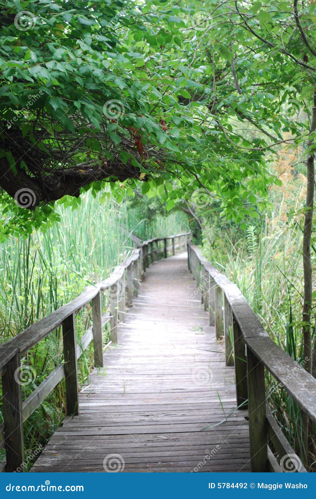 Nature walk stock photo. Image of nature, preserve, alive - 5784492