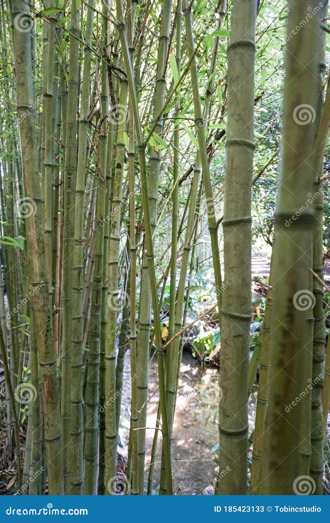 Nature Walk through Bamboo Botanical Garden Stock Image - Image of park ...