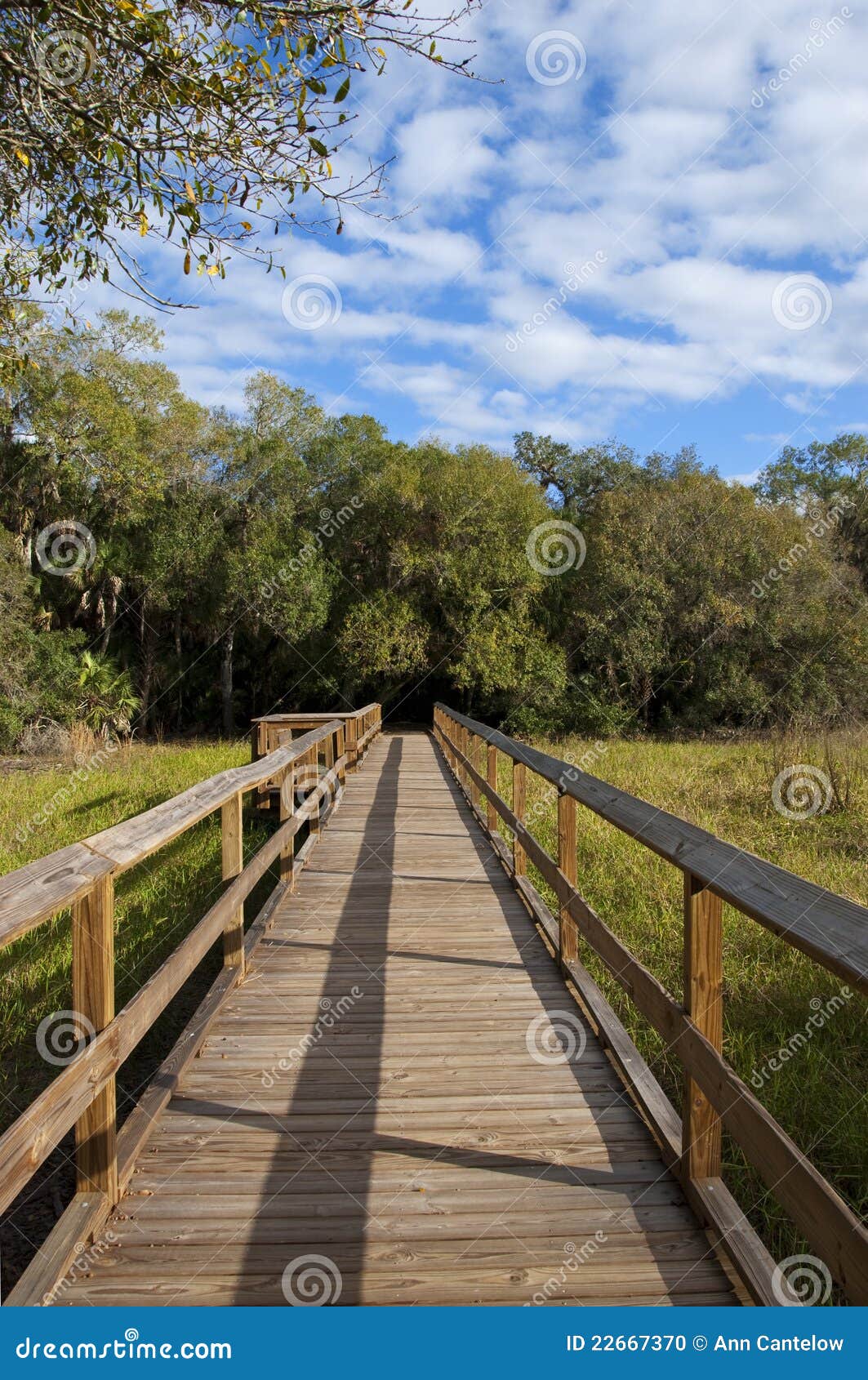 Nature Walk Bridge stock photo. Image of park, marshy - 22667370