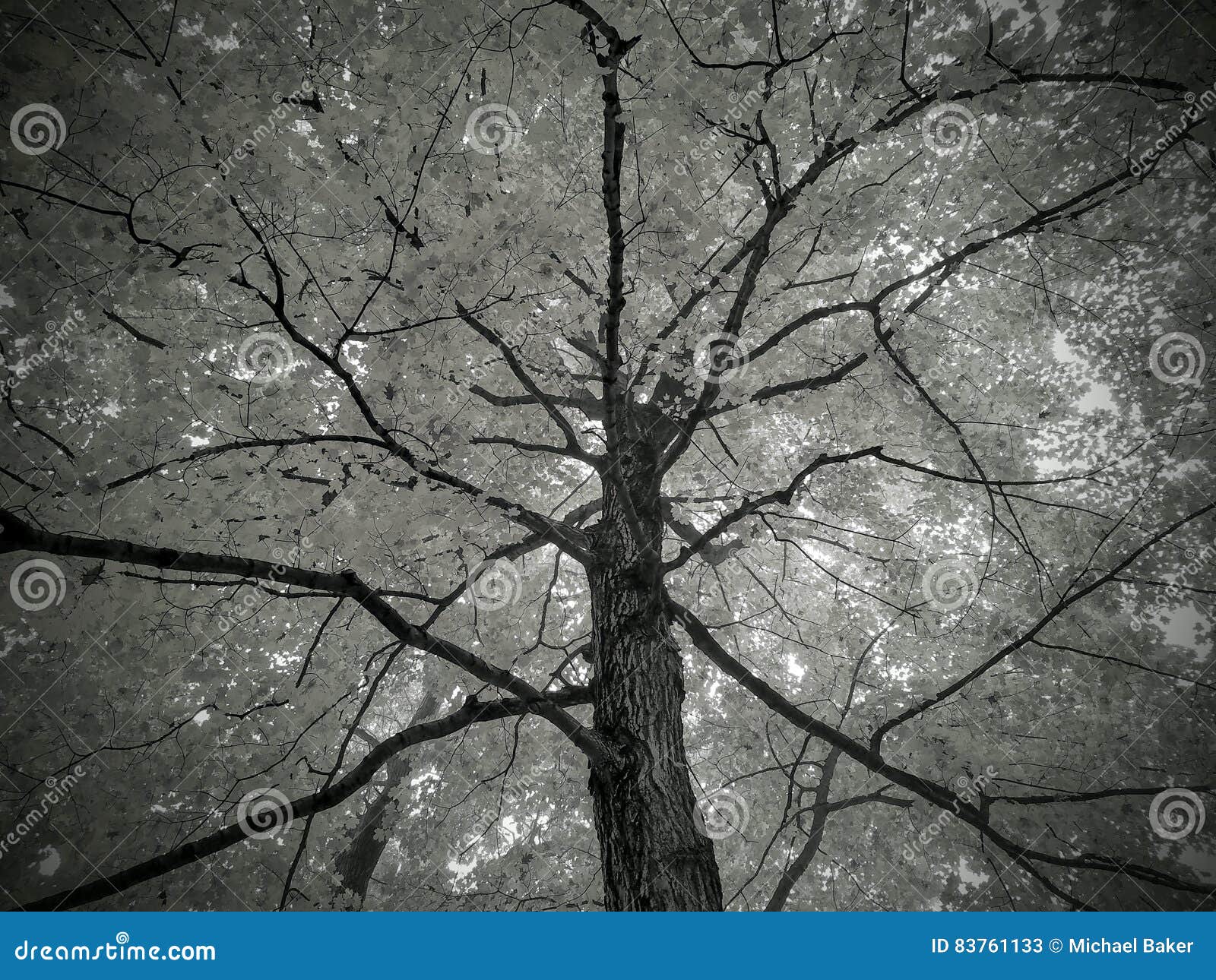 Nature Walk stock image. Image of walk, trees, pathway - 83761133