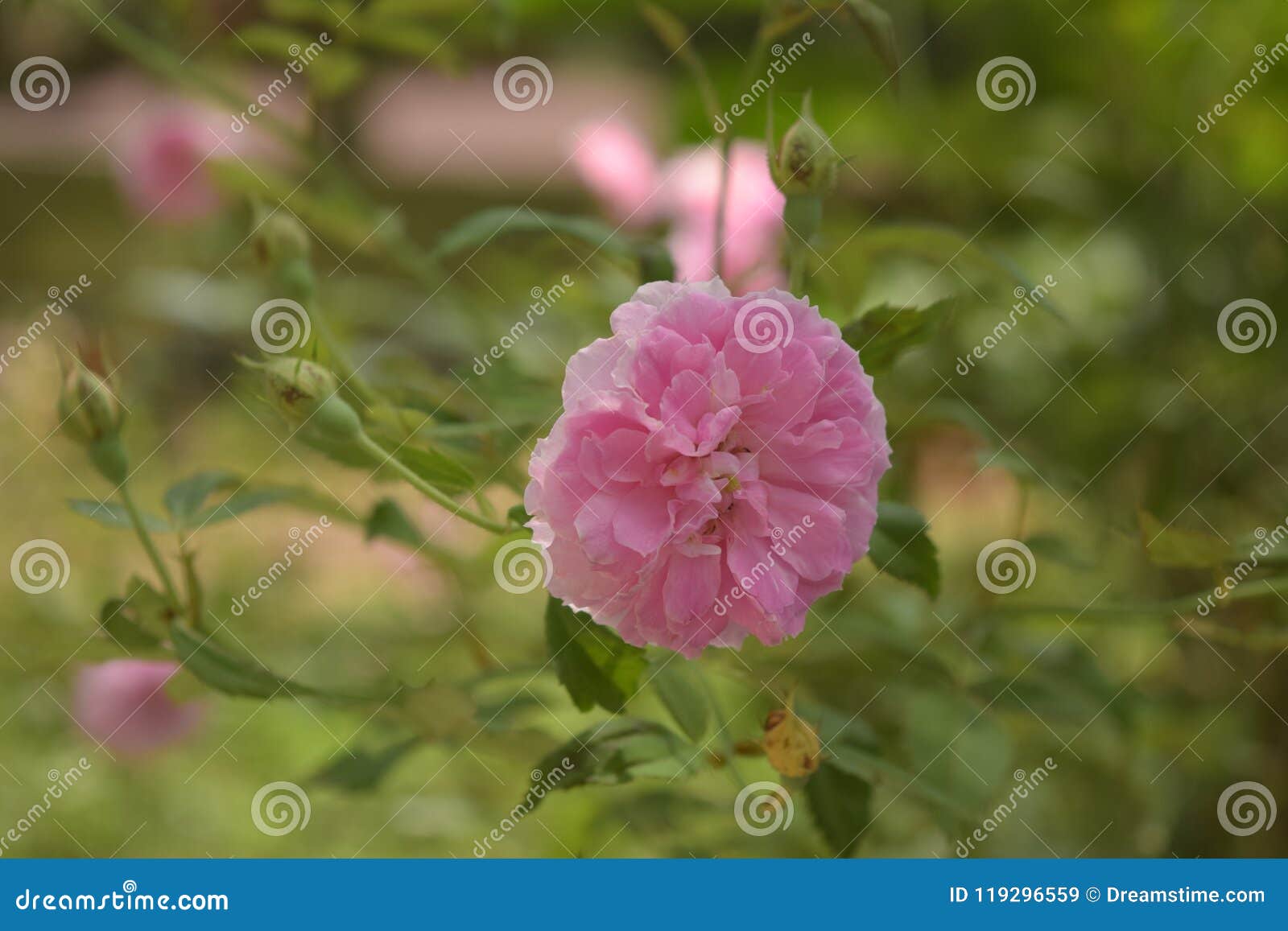 Pink Inspiration stock image. Image of bokeh, walk, inspiration - 119296559