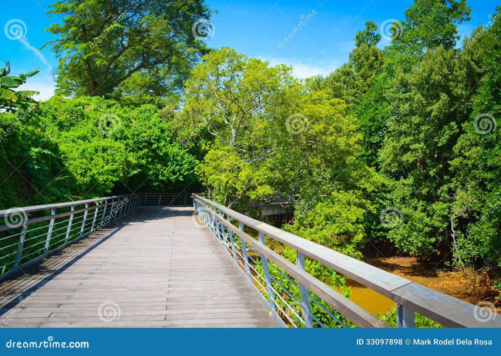 Nature Walk Singapore stock photo. Image of labrador - 33097898