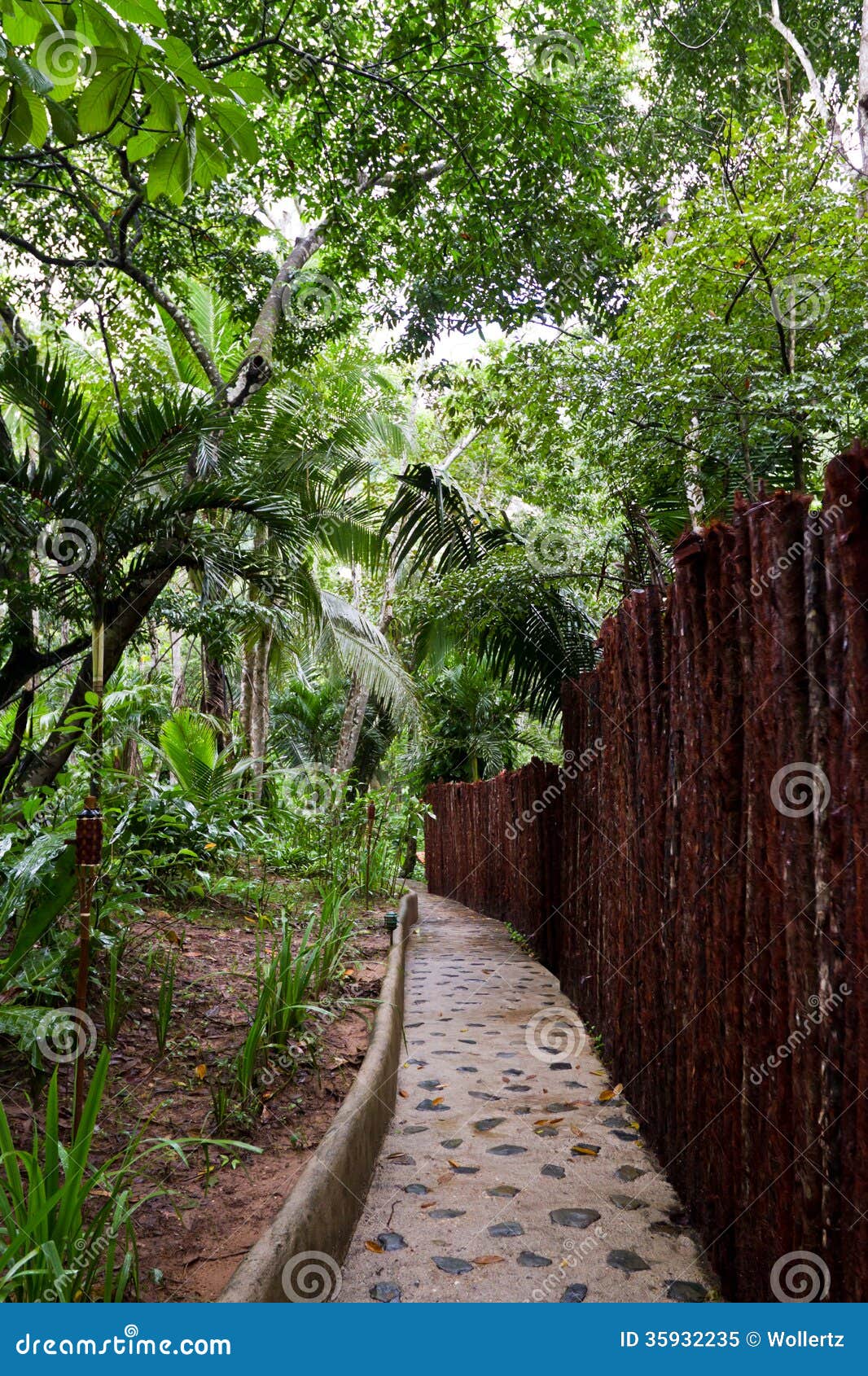 Nature walk stock image. Image of america, dense, purity - 35932235