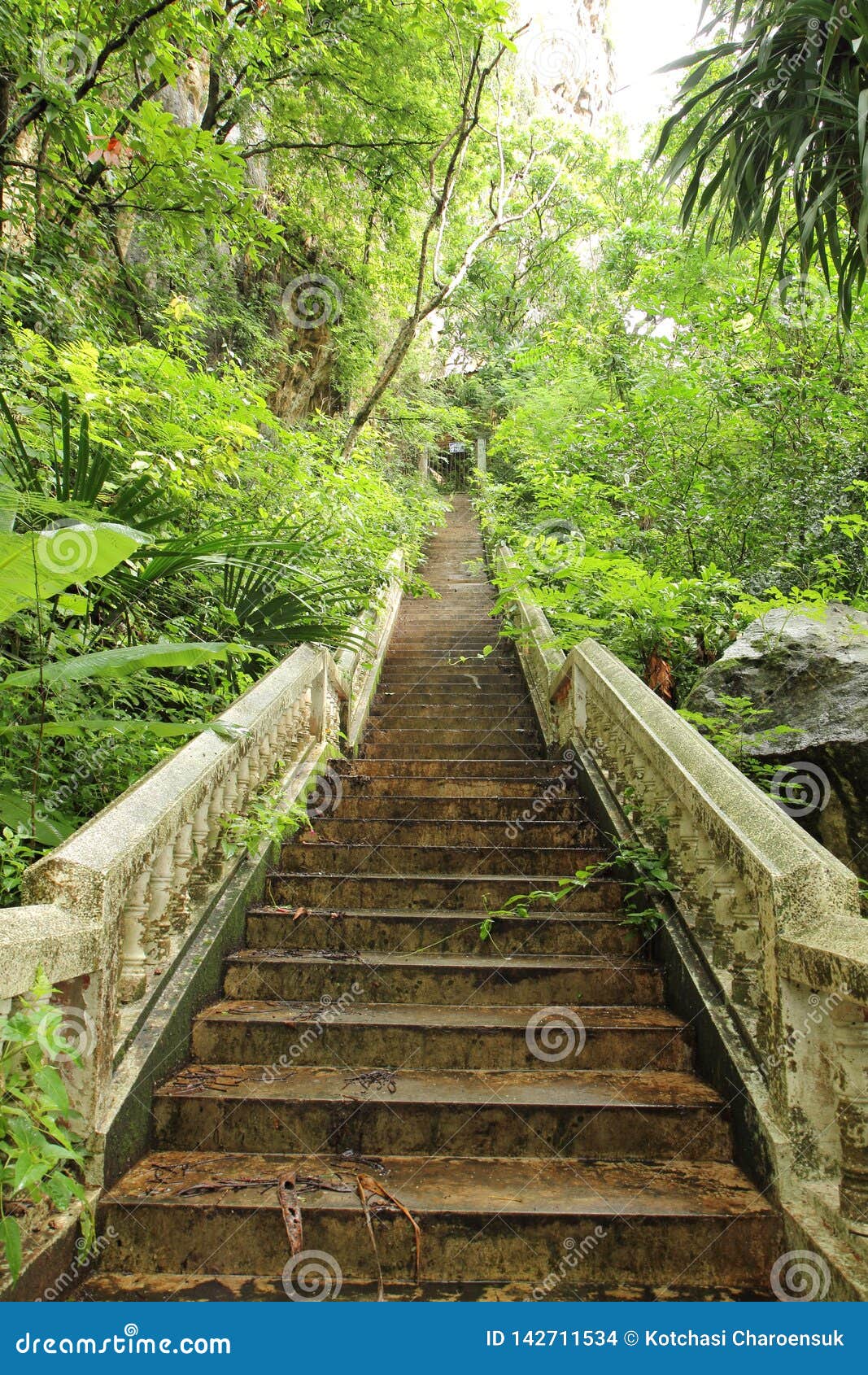 Nature walks stock photo. Image of path, stairway, forest - 142711534