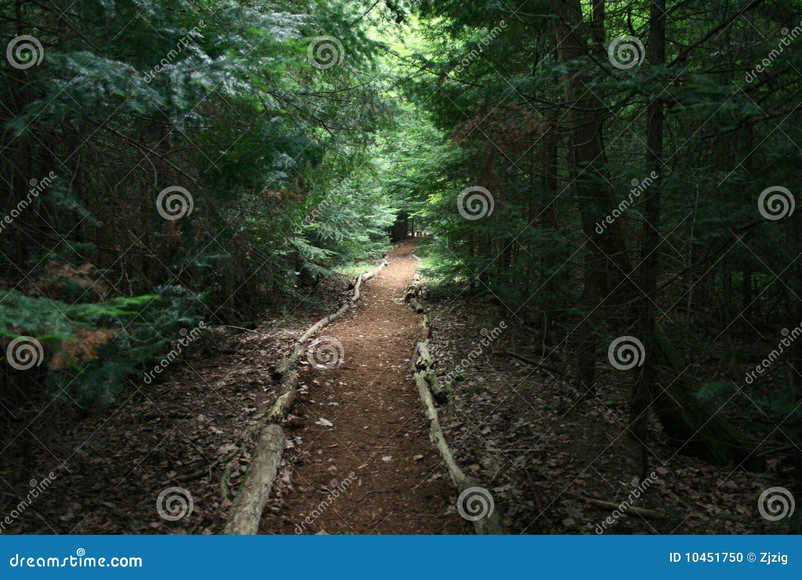 Nature Walkway stock photo. Image of bark, outdoors, hike - 10451750