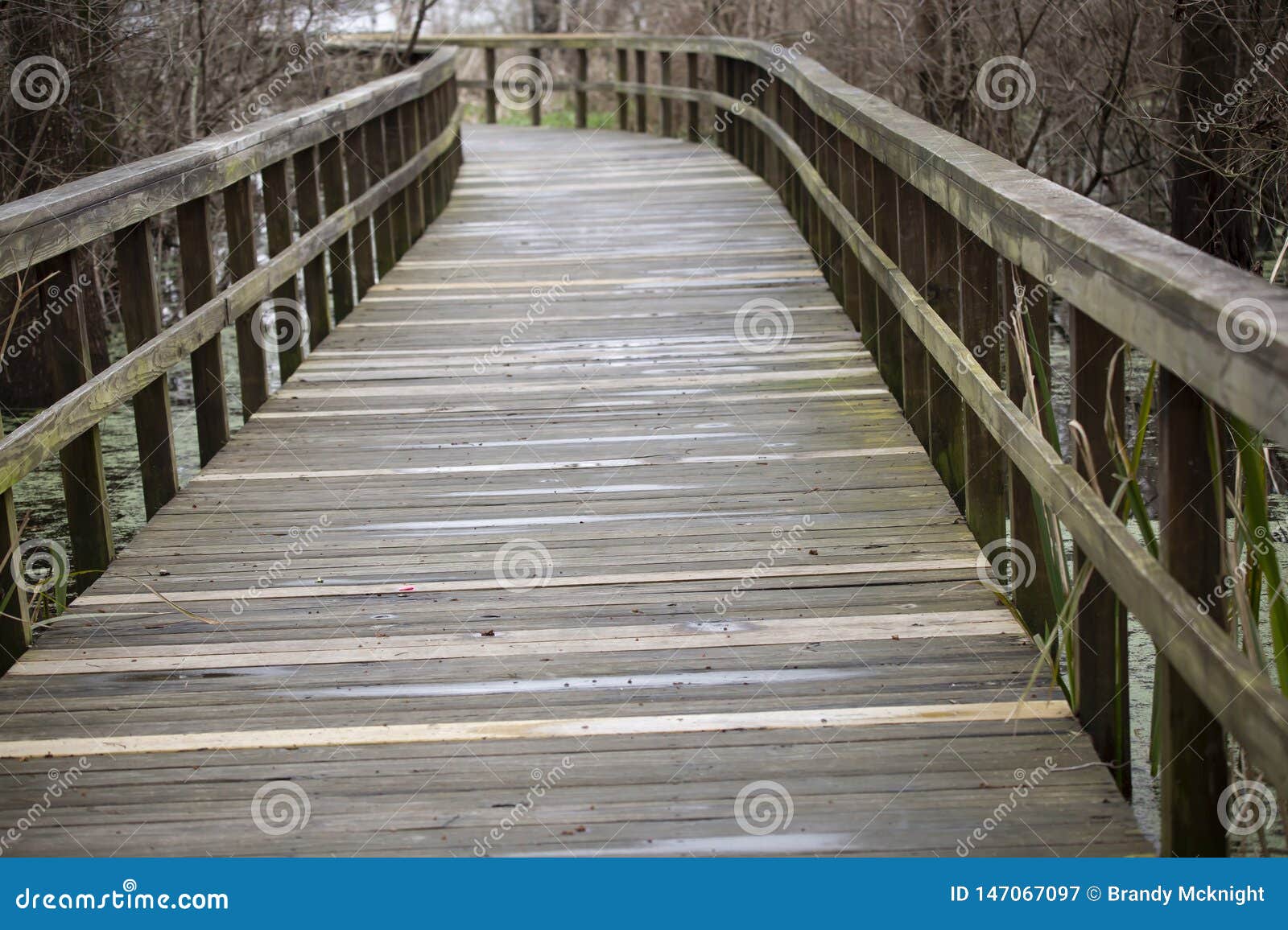 Wooden Walkway Winding through Nature Stock Image - Image of boardwalk ...