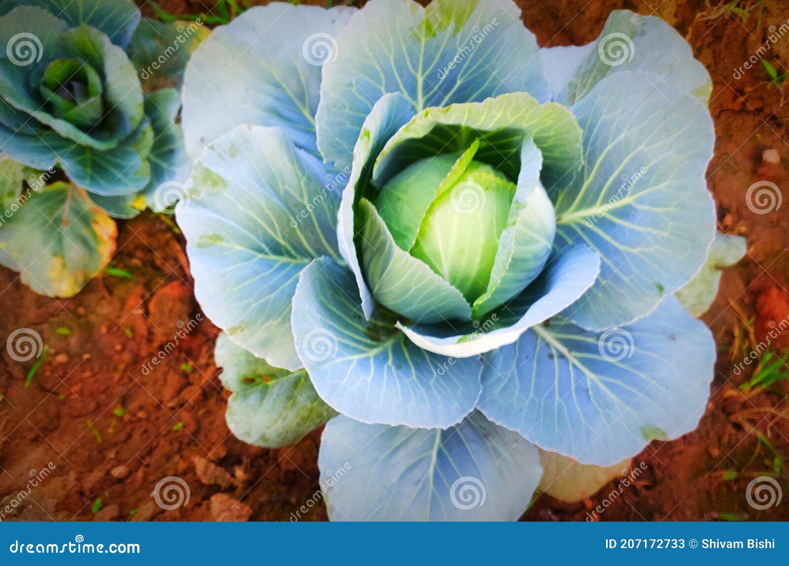 Nature wallpapers stock image. Image of beautiful, cabbage - 207172733