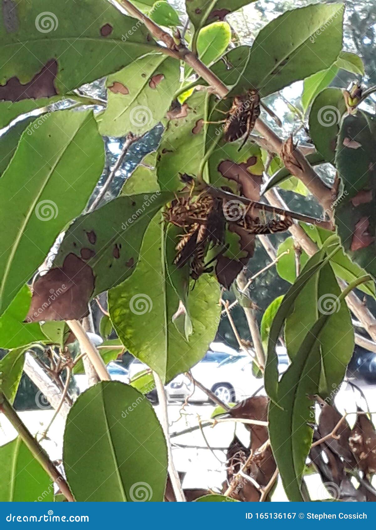 Nature Wasp Swarm Together in a Tree Stock Image - Image of together ...