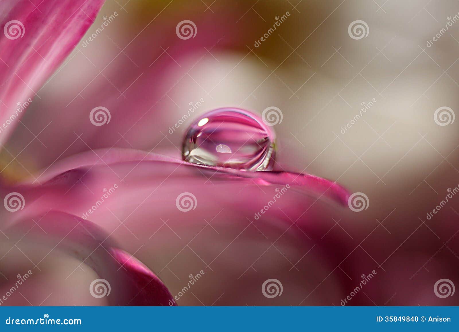 Nature stock photo. Image of background, drop, petals - 35849840