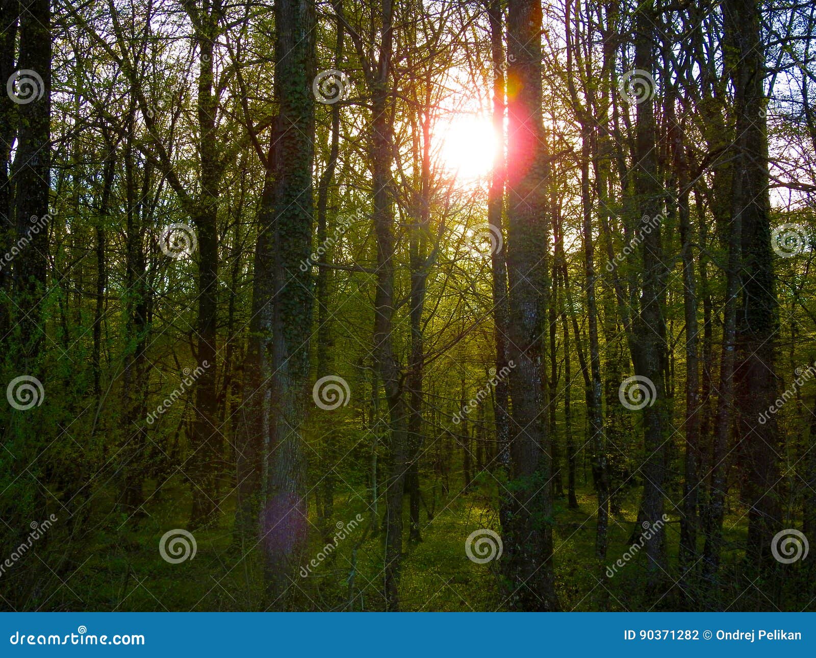 Nature Water Grass Sky Forest Stock Photo - Image of nature, nest: 90371282