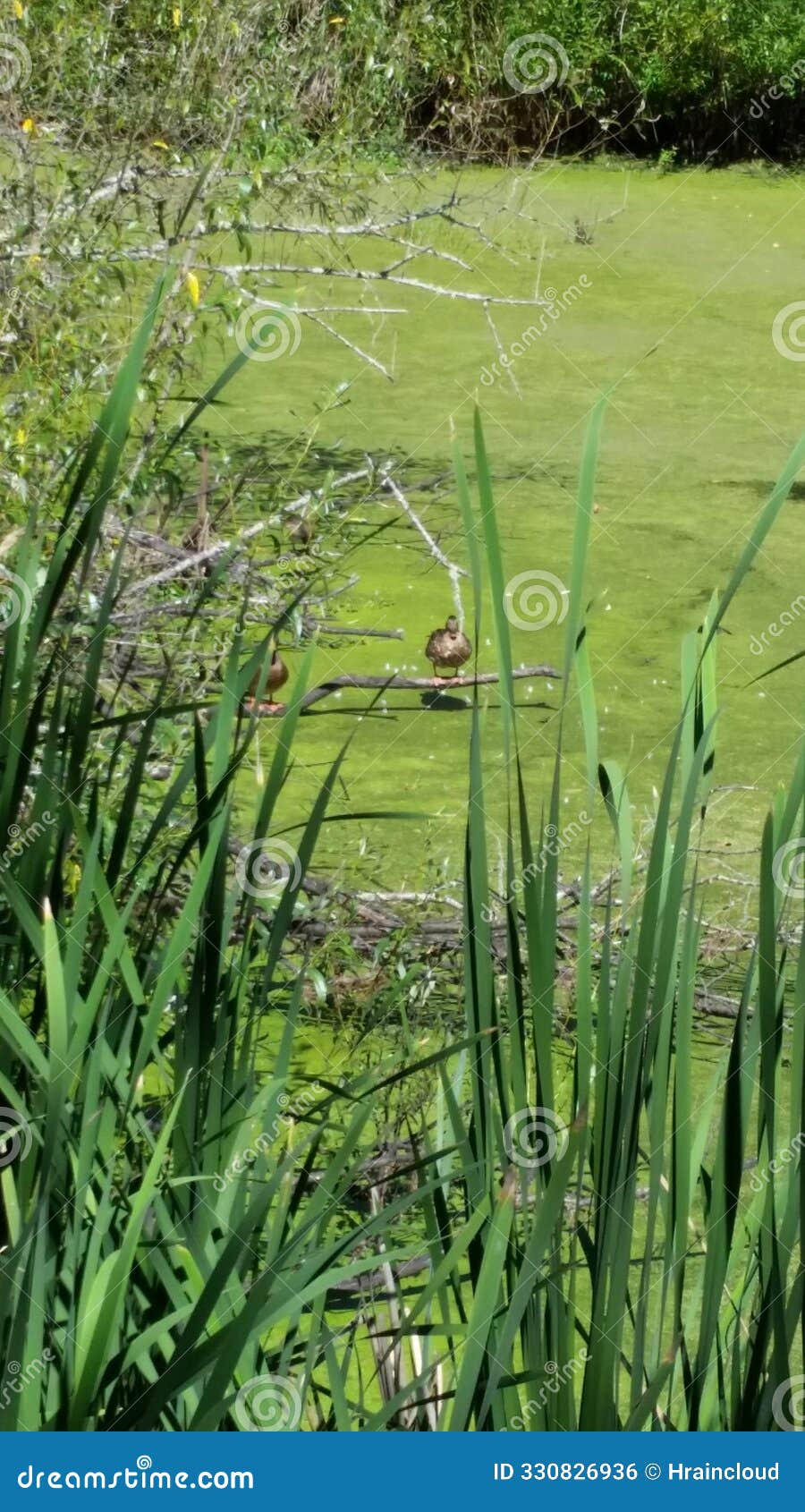 Nature Water Pond Ducks Moss Stock Photo - Image of water, moss: 330826936