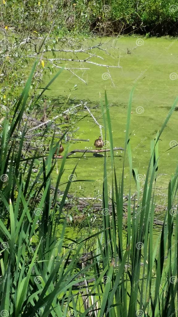 Nature Water Pond Ducks Moss Stock Photo - Image of water, moss: 330826936