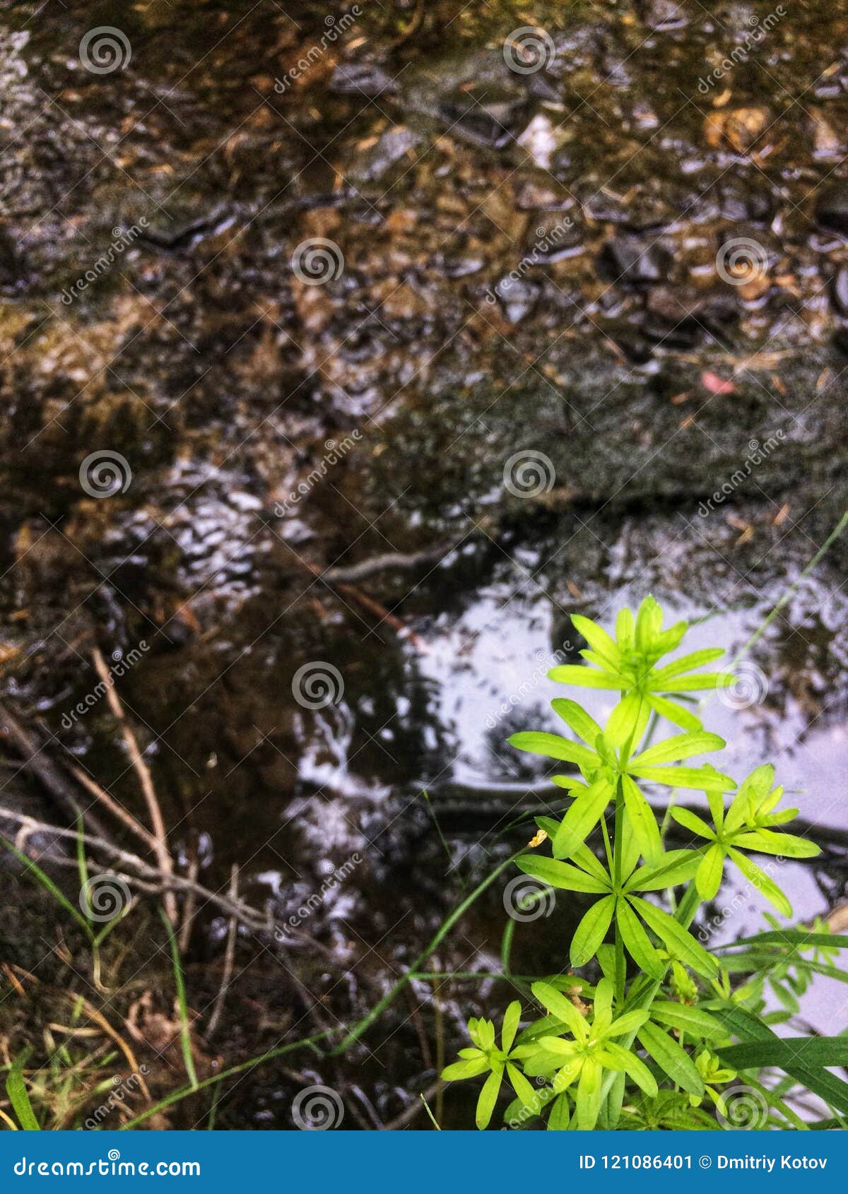 Forest Stream Landscapes Reflections Stock Image - Image of nature ...