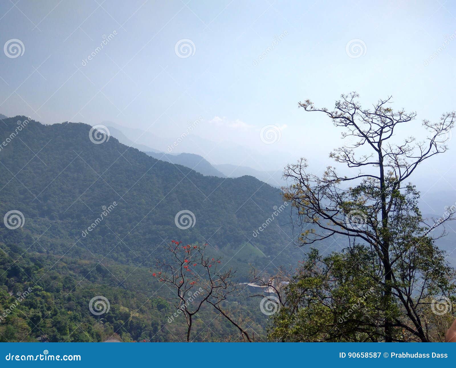 Nature stock image. Image of tree, nature, wayanad, india - 90658587