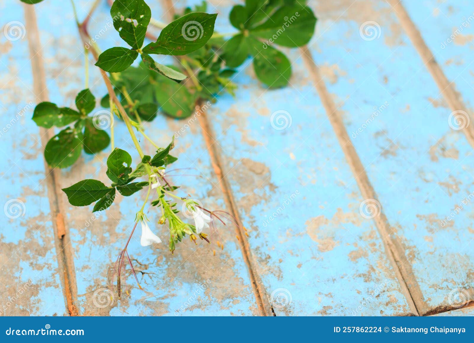 Nature Weed with Root and Soil on Old Blue Wooden Stock Photo - Image ...