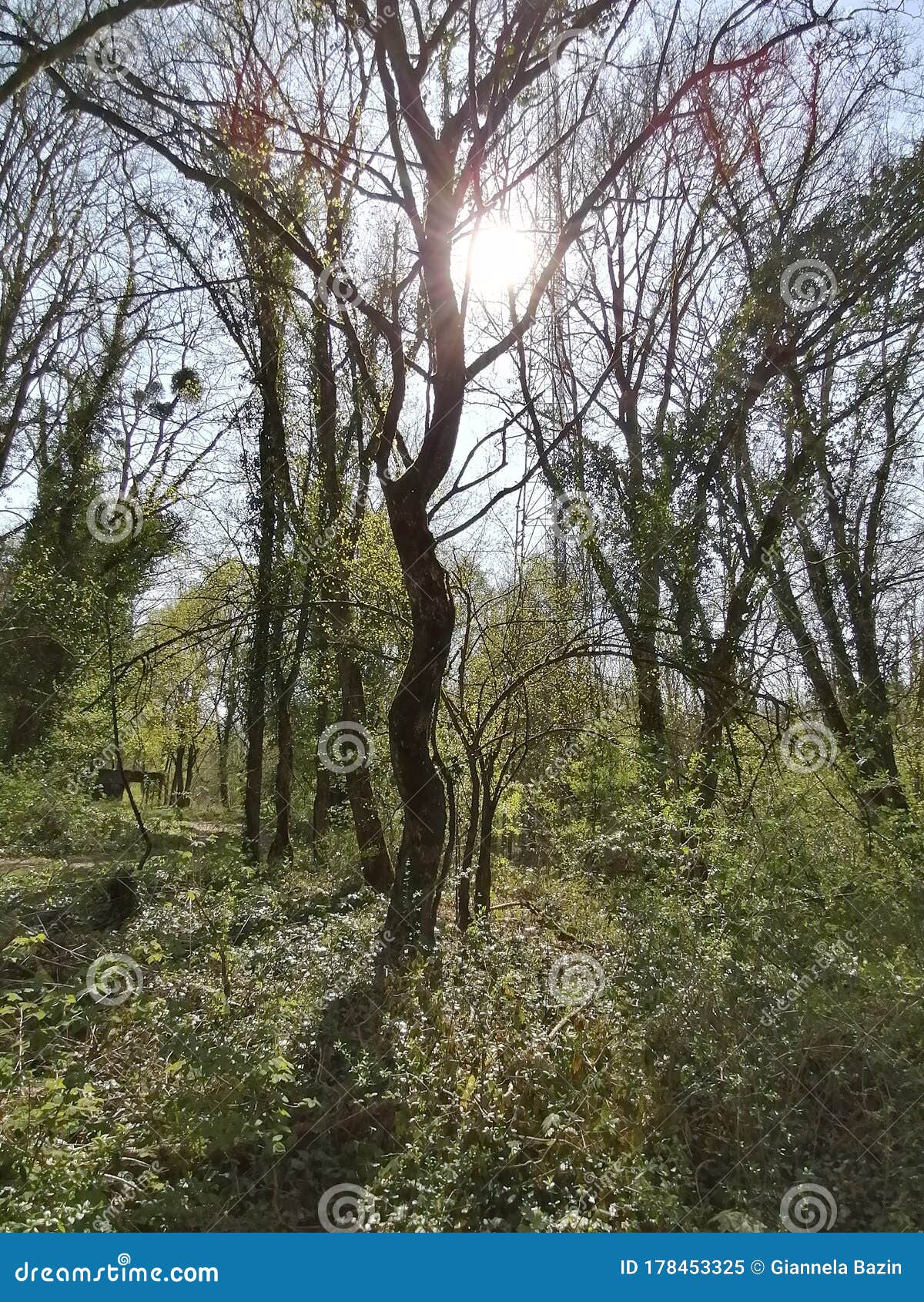 Nature weird form stock image. Image of nature, form - 178453325