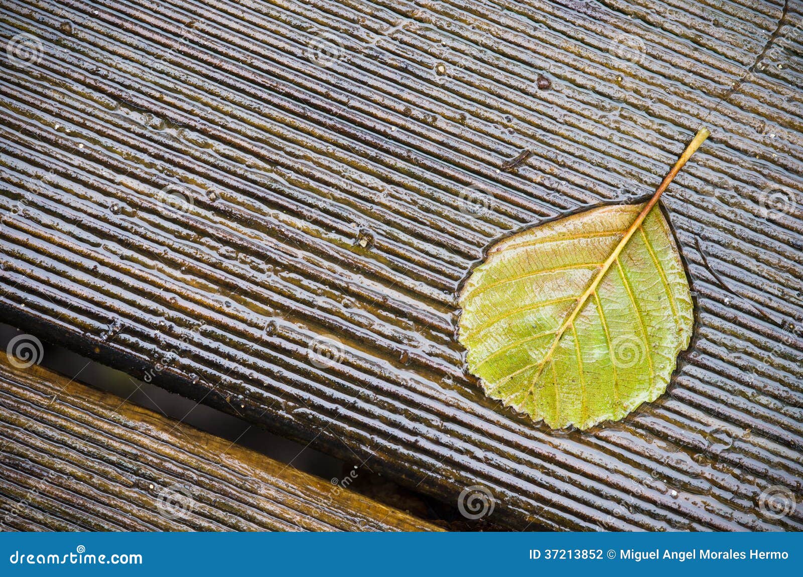 Nature wet stock photo. Image of detail, tree, season - 37213852