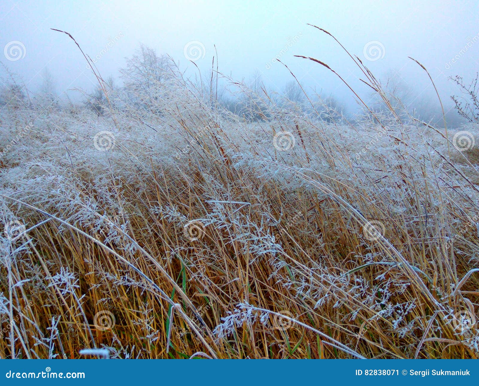 Nature stock image. Image of winter, white, grass, snow - 82838071