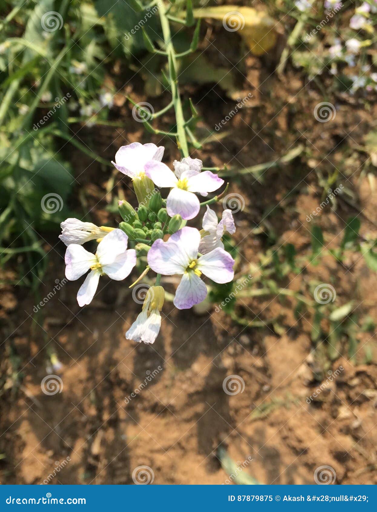 Nature stock image. Image of white, akash, loving, flowers - 87879875