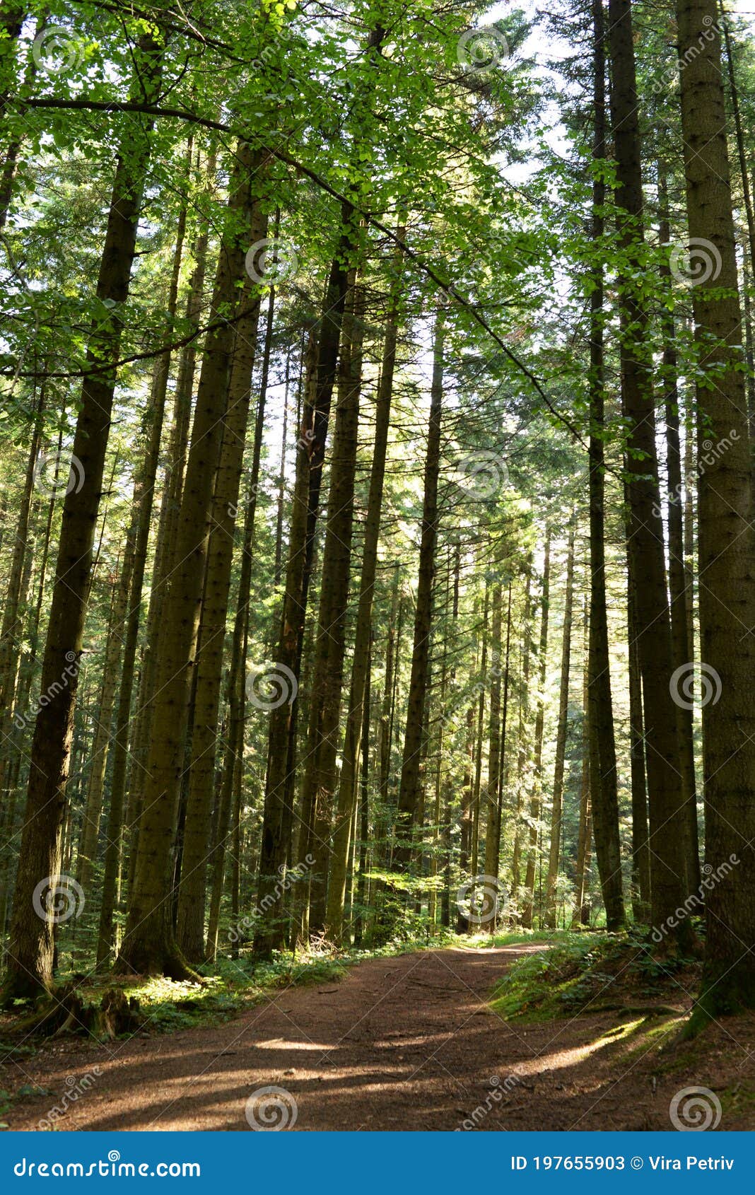 Nature. Wide Trail in the Forest with Tall Trees Stock Image - Image of ...