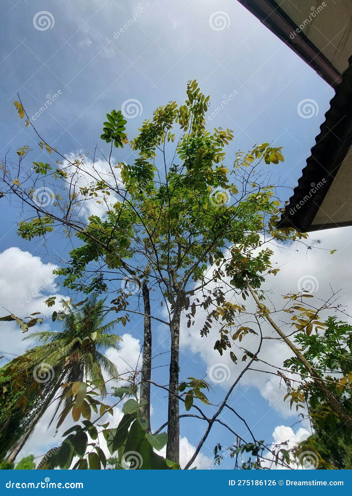 Nature is Wild Be Brave and Dont Be a Coward Stock Photo - Image of ...