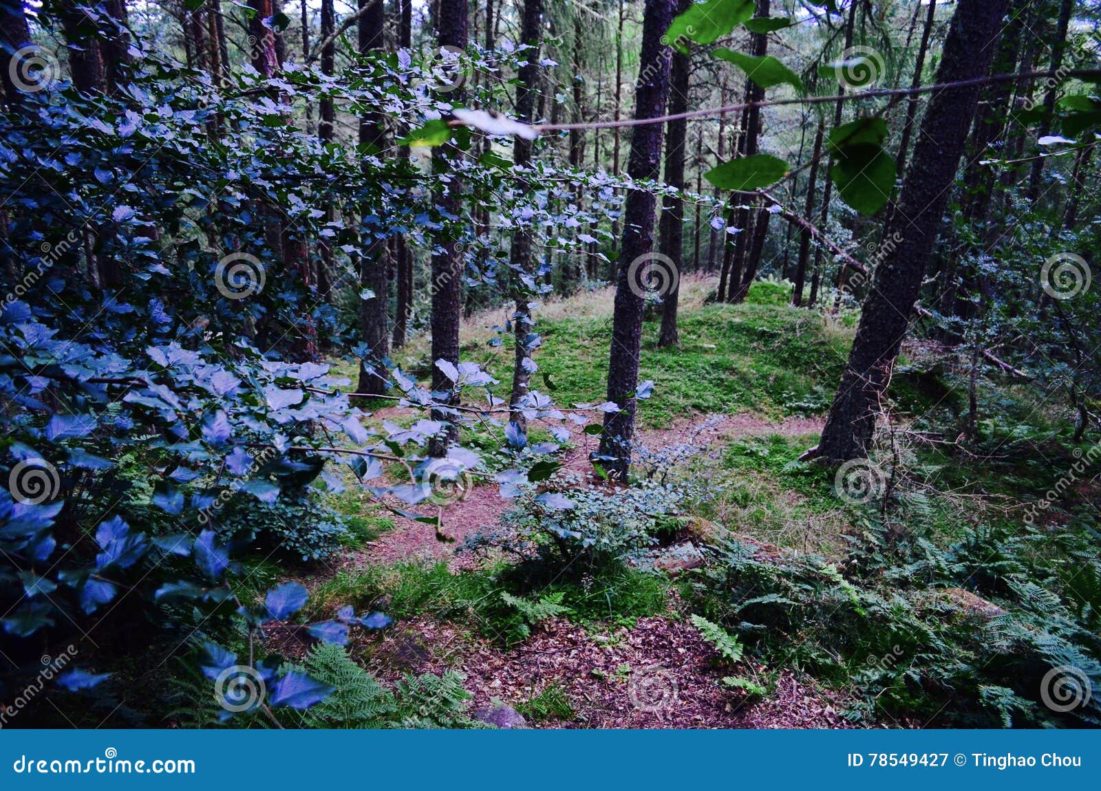 Nature, Wild and Beautiful Forest with Dramatic Light and Shadow ...