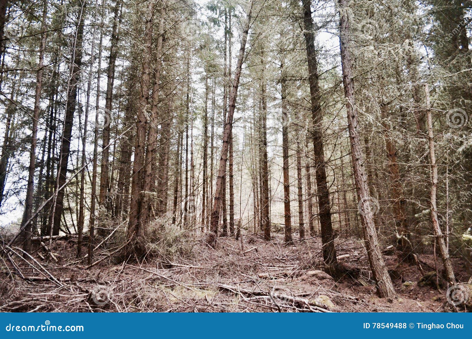 Nature, forest, Scotland. stock photo. Image of wild - 78549488