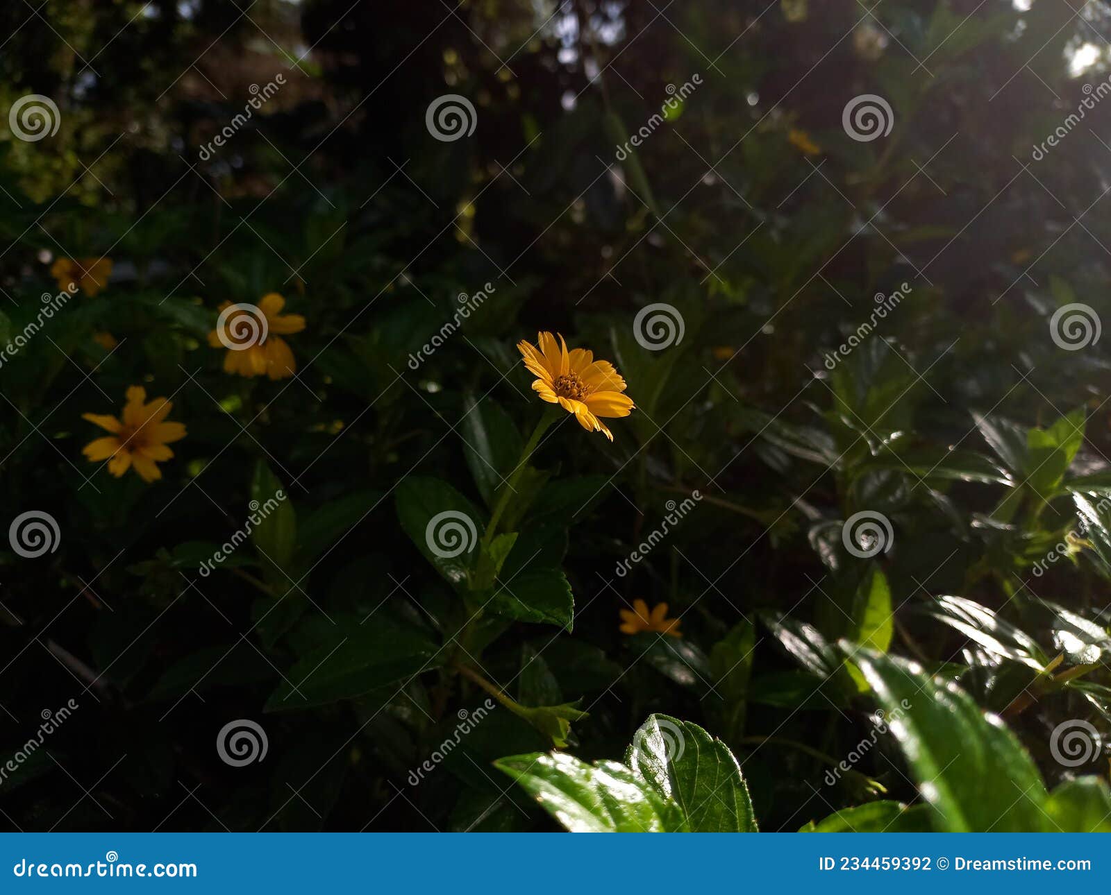 Nature Wild Flower in the Forest Estetik Stock Photo - Image of flower ...