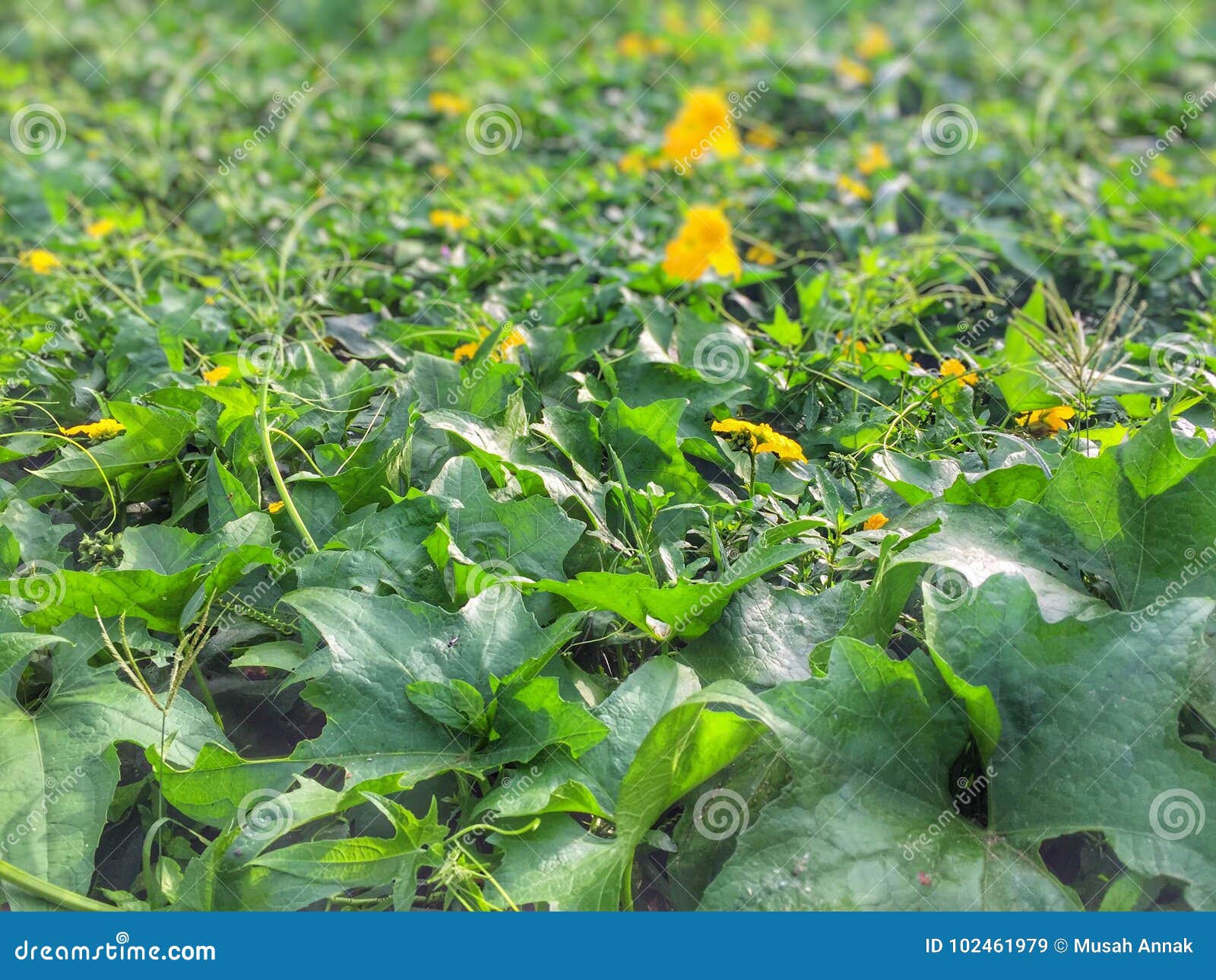 Nature stock image. Image of nature, flowers, wild, weeds - 102461979