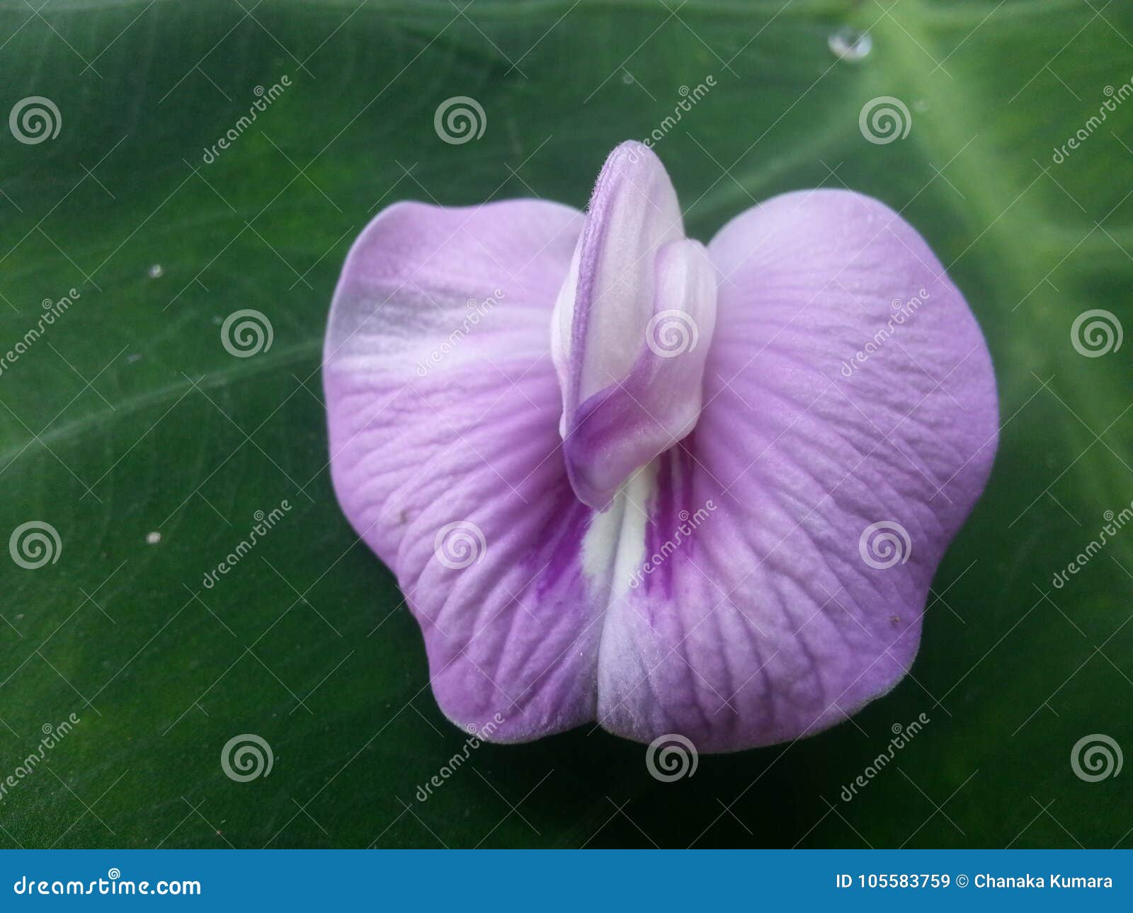 Nature Wild Katarodu Flower of Sri Lanka Stock Image - Image of paper ...