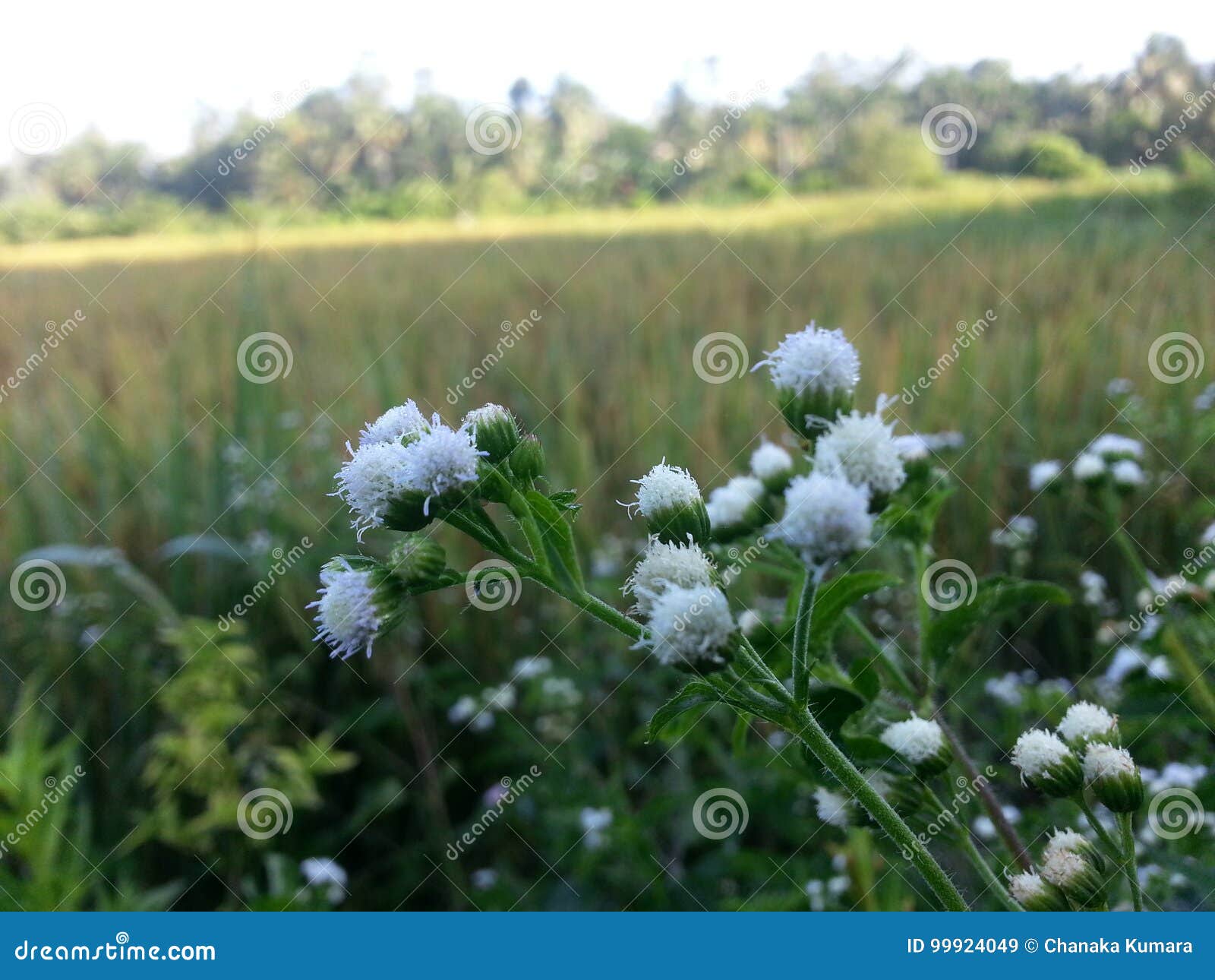 The Nature Wild Paddy Flower Stock Image - Image of flowers, nature ...