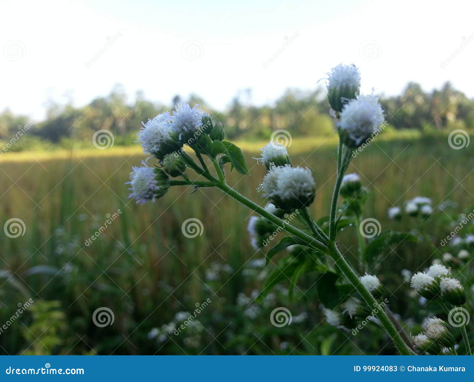 The Nature Wild Paddy Flower Stock Image - Image of funny, wildlife ...