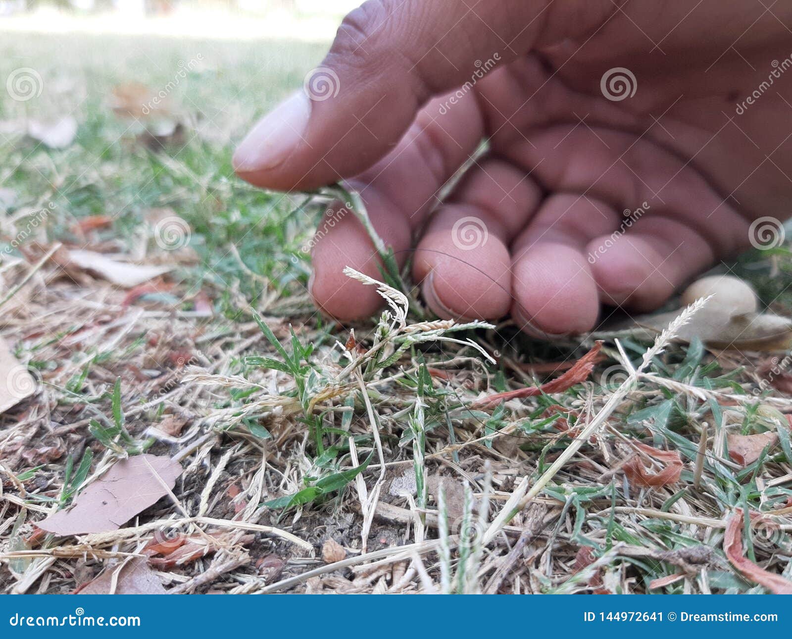 Wild Wildangle Handgrass Viral Greengrass Stock Photos - Free & Royalty ...