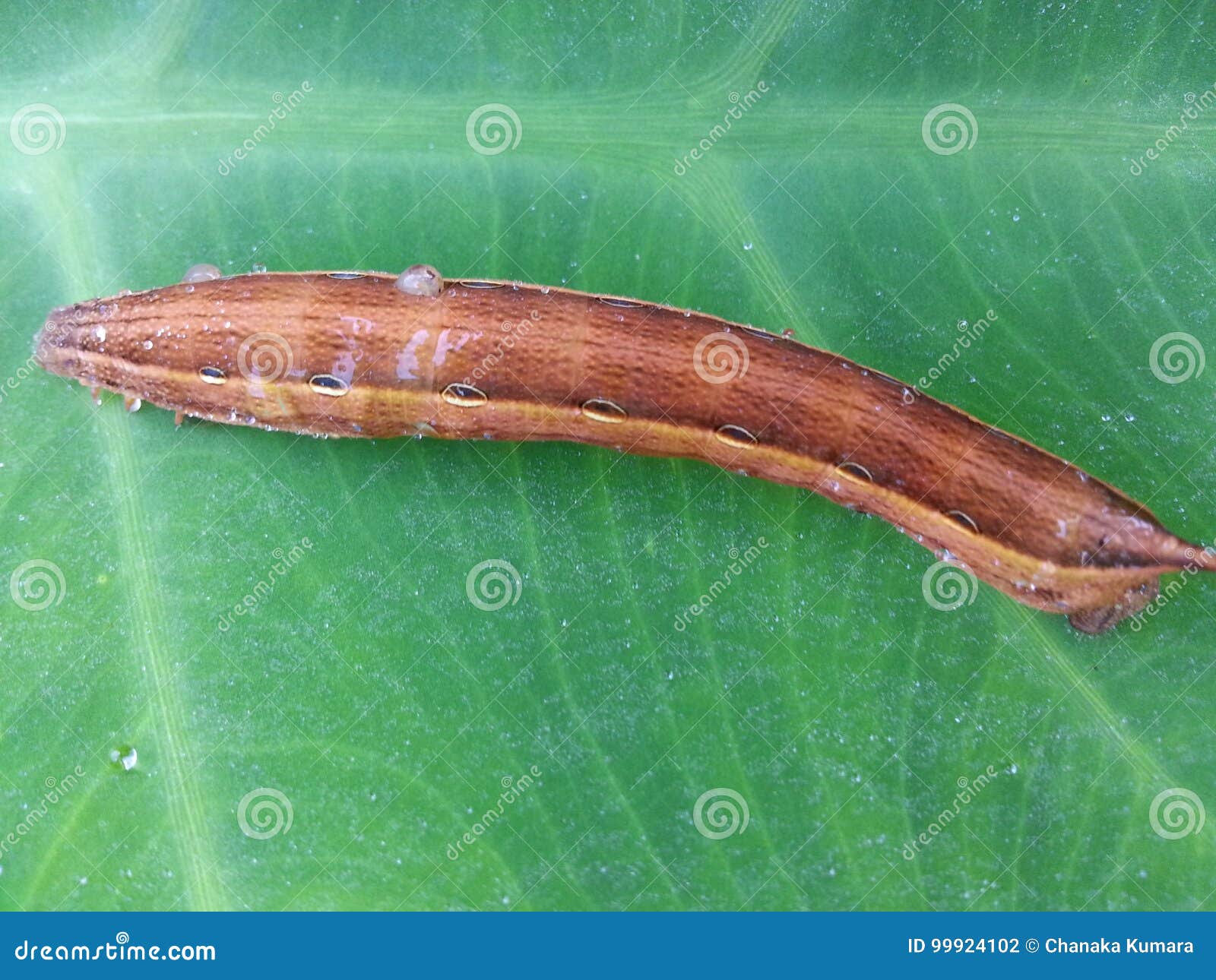 The Nature Wild Worms stock photo. Image of wildlife - 99924102