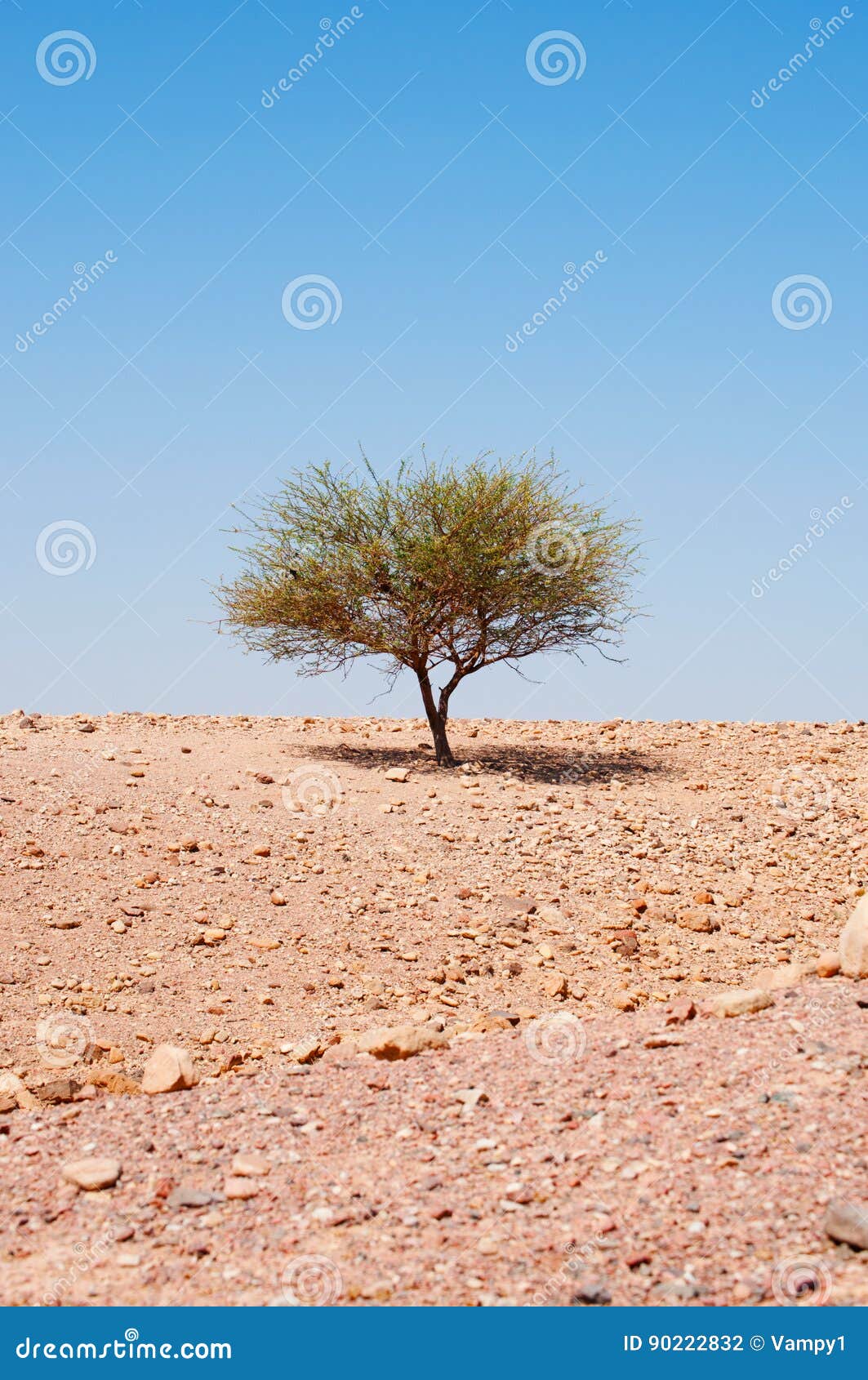 Nature and Wilderness Landscape: a Lone Tree on a Desert Soil Stock ...