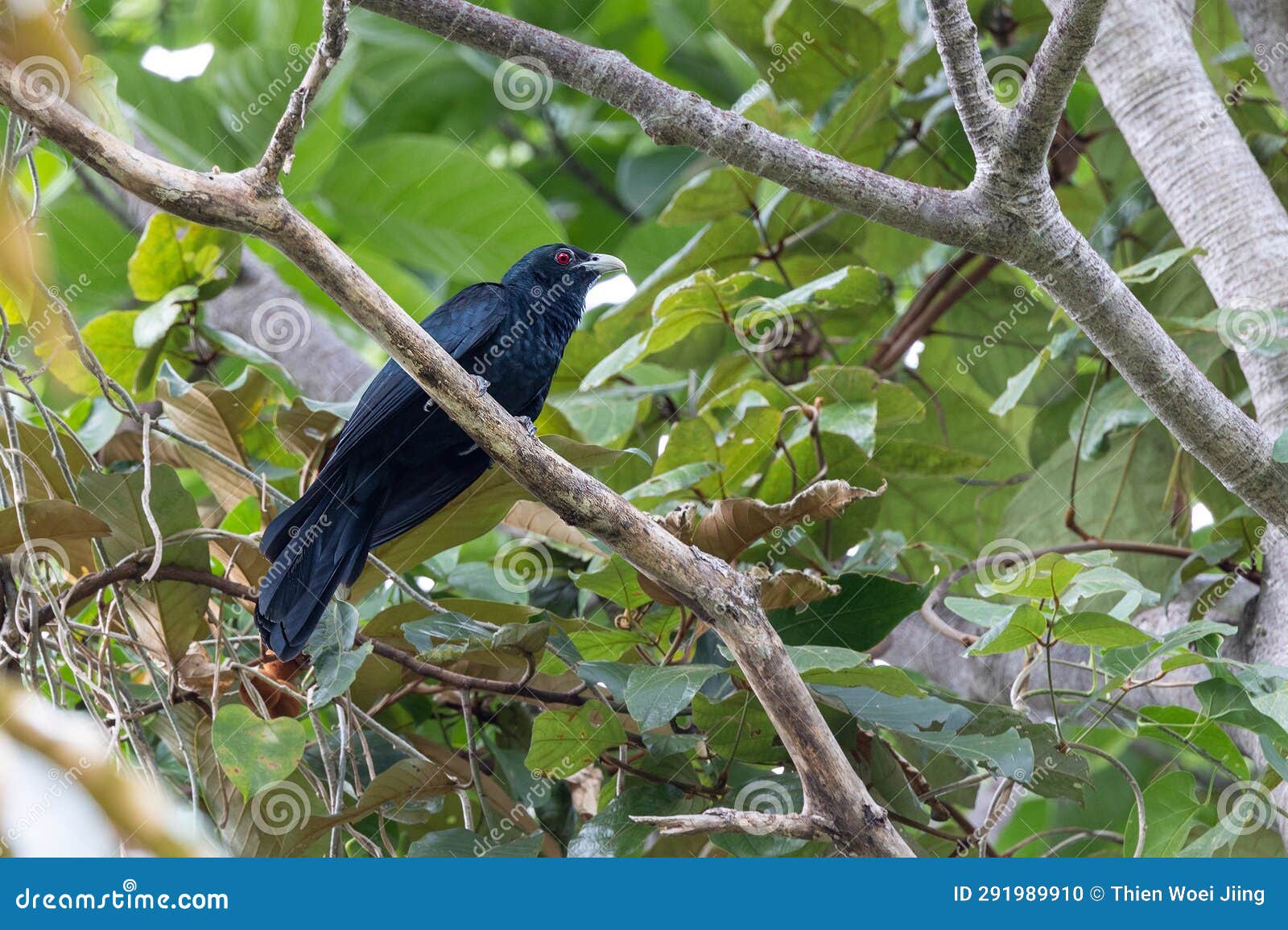 Asian Koel Bird Perching on Tree Branch Stock Photo - Image of wildlife ...