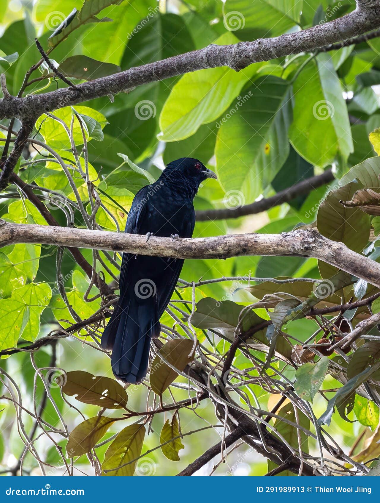 Asian Koel Bird Perching on Tree Branch Stock Image - Image of ...