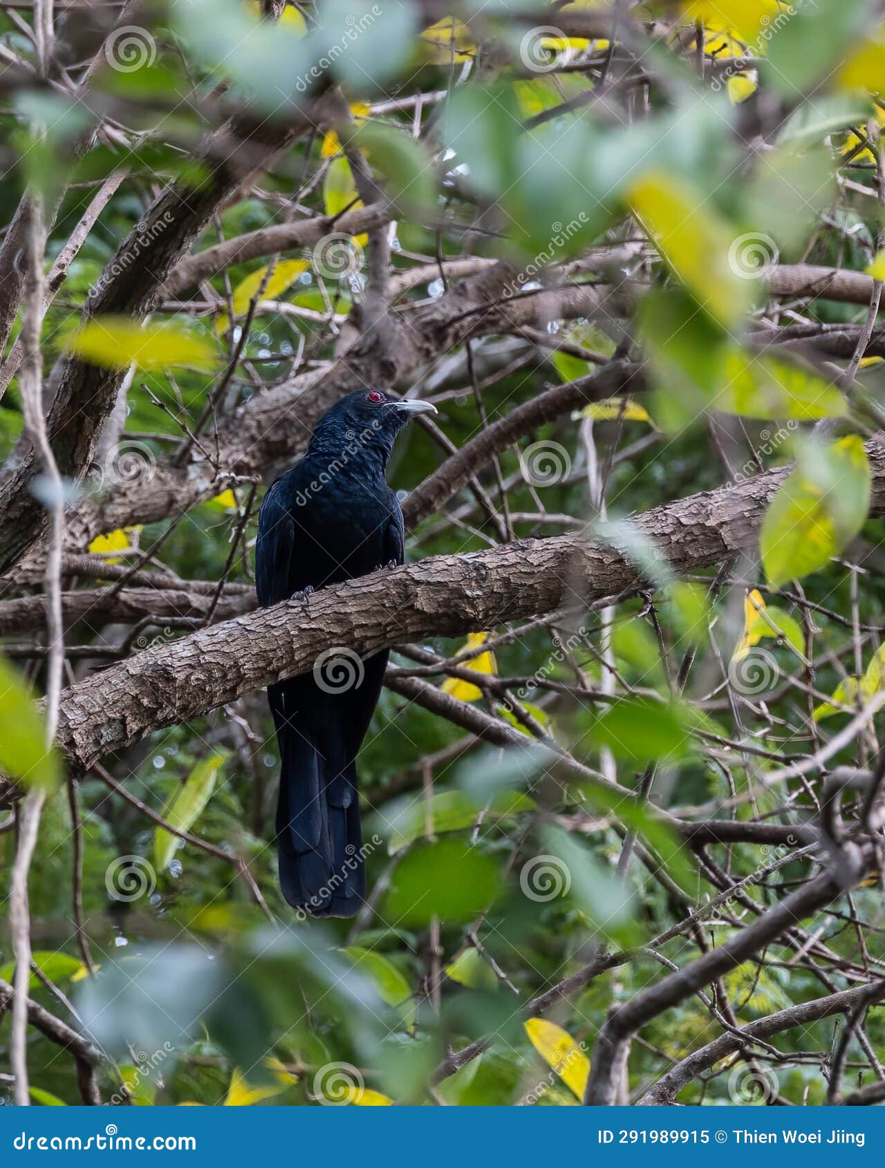 Asian Koel Bird Perching on Tree Branch Stock Image - Image of common ...