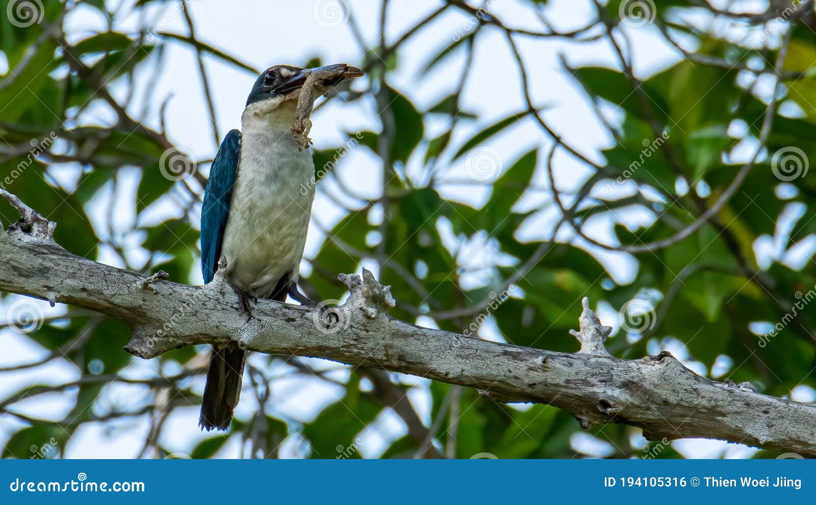 Nature Wildlife Bird Collared Kingfisher on Tree Branch Stock Photo ...